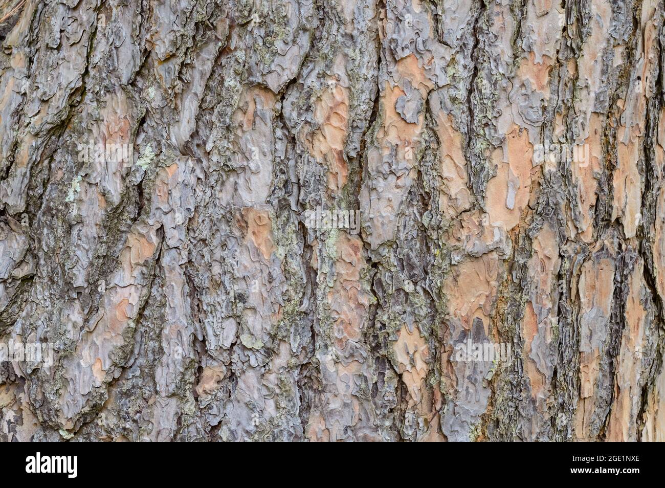 pine skin texture background wallpaper Stock Photo - Alamy