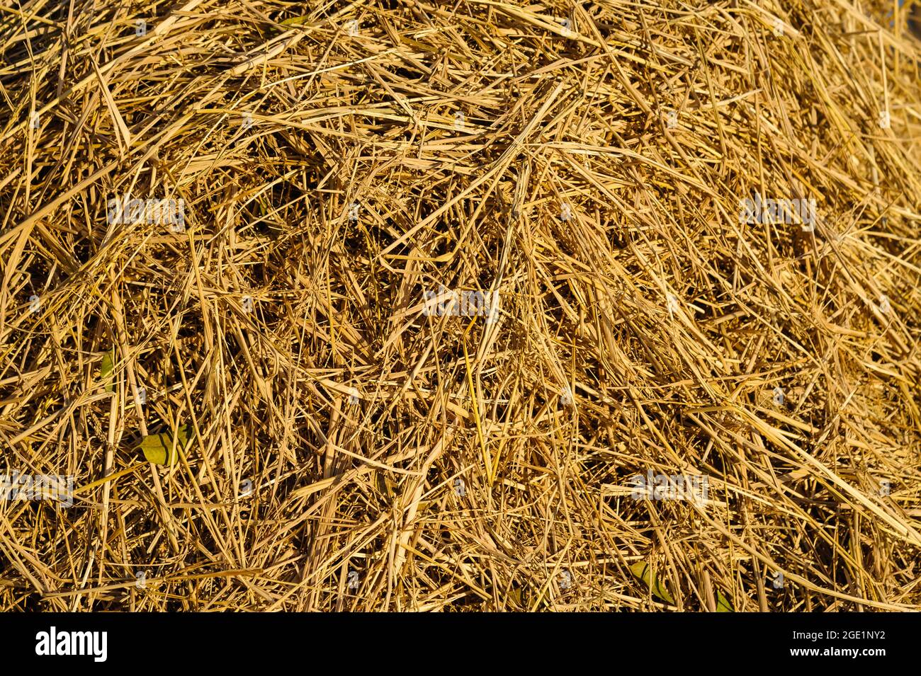 a photo of golden dry straw for background Stock Photo - Alamy
