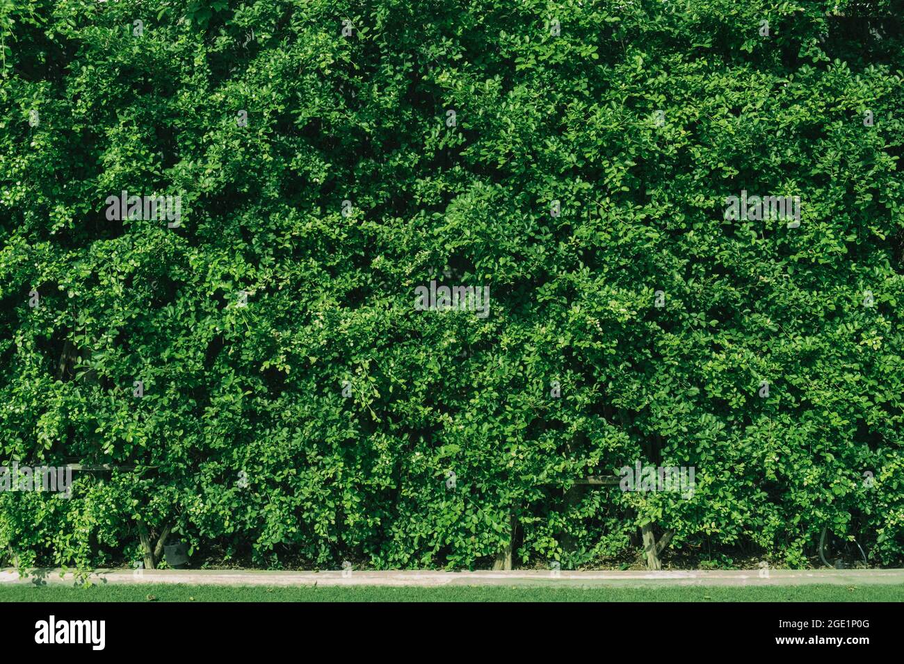 a green bush wall wiith green lawn background wallpaper Stock Photo - Alamy