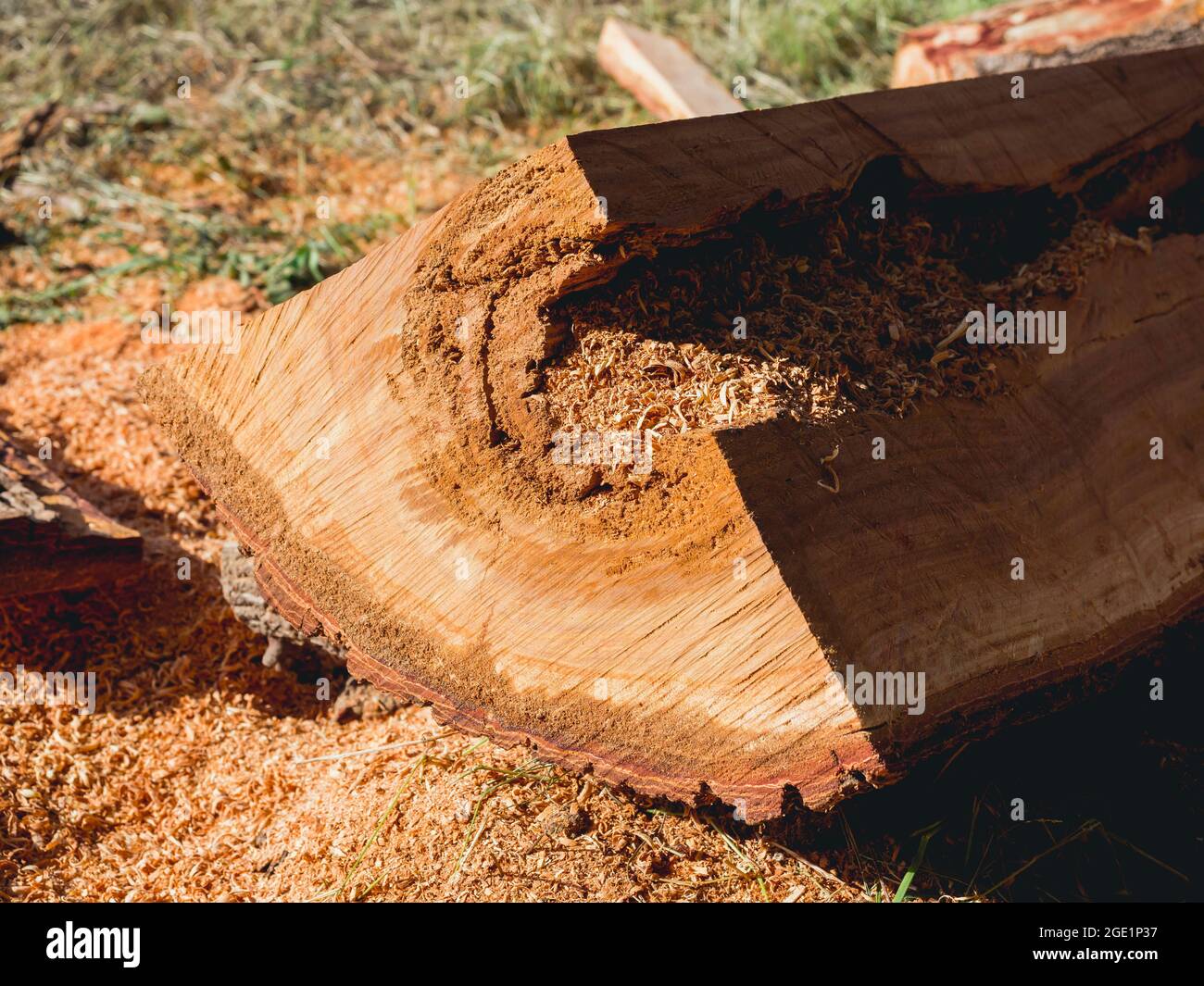 Close up smooth surface of big tree, log cut by a chainsaw with sawdust ...