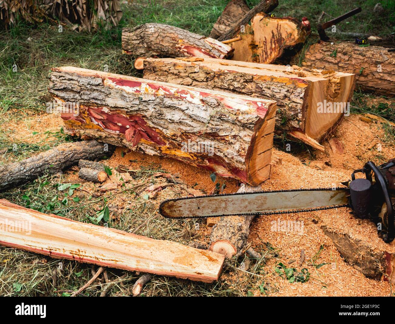 Piles of big tree, log cut by a chainsaw with sawdust on the ground ...