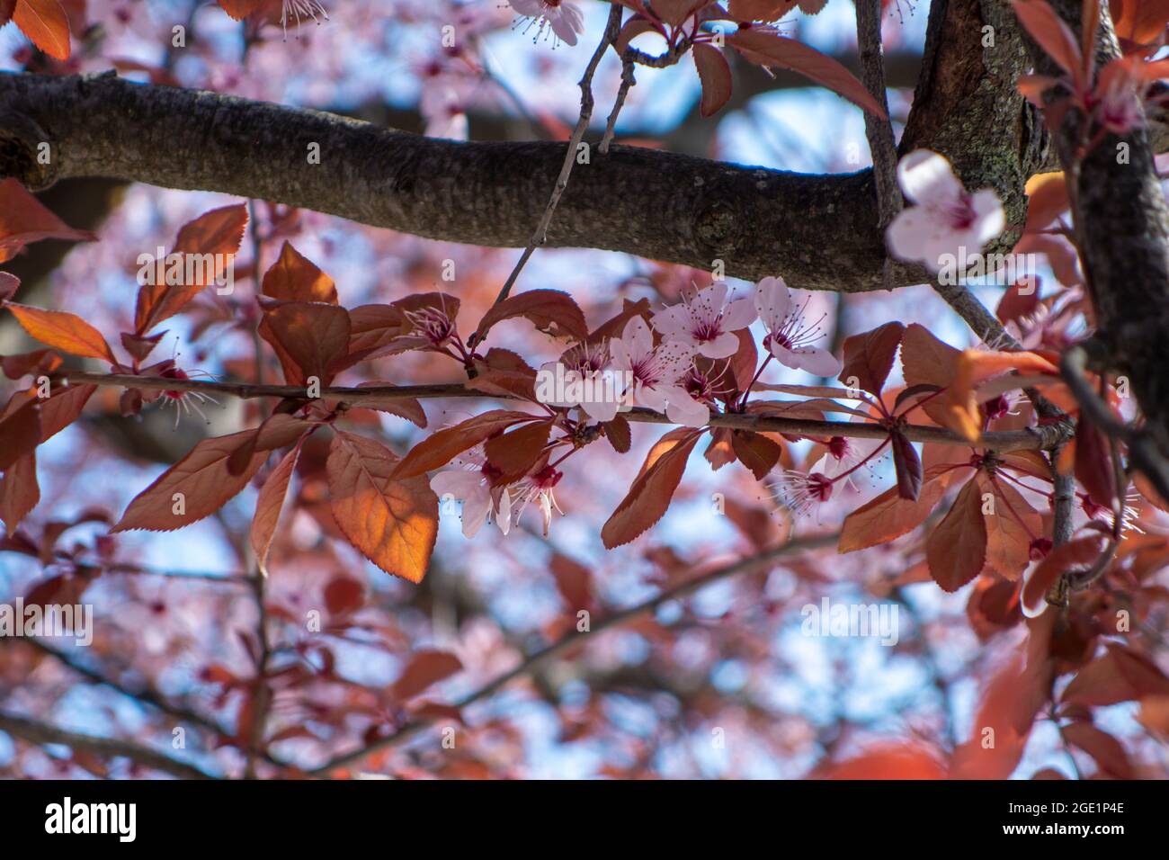 tree blossums on a blue sky day Stock Photo - Alamy