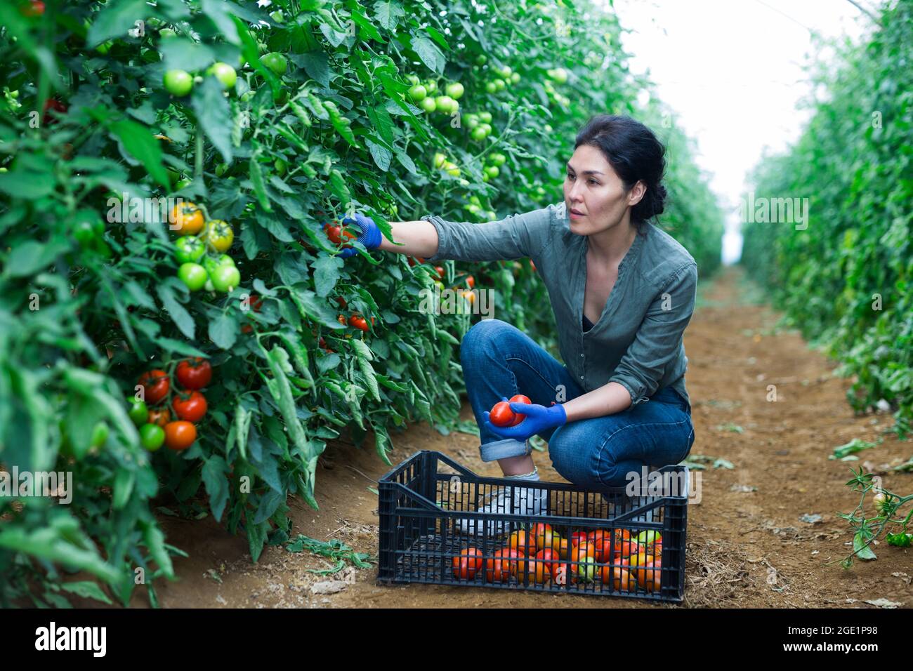 Woman picking tomatoes Stock Photo - Alamy
