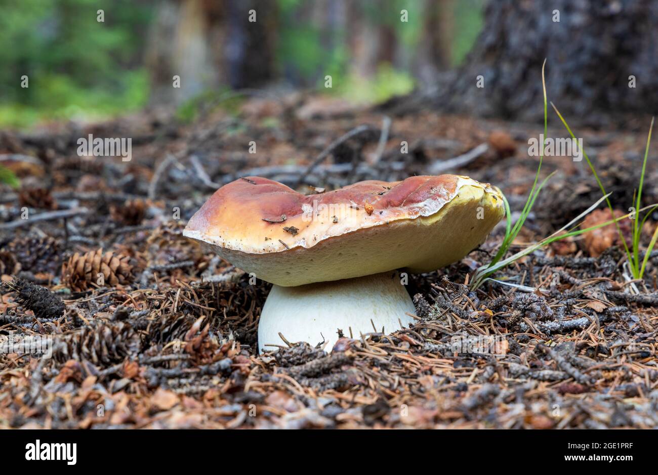 Colorado edible mushroom hi-res stock photography and images - Alamy
