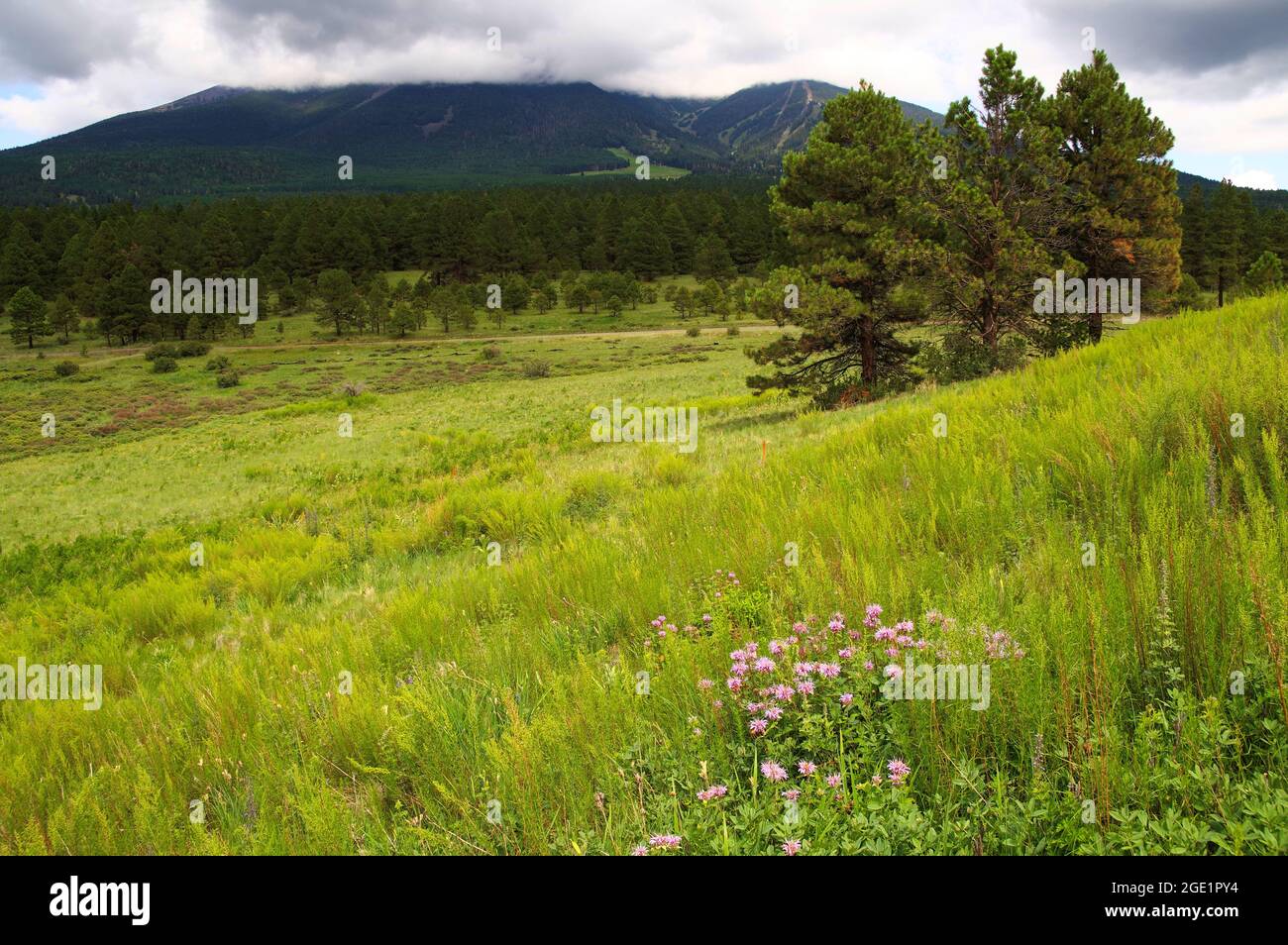 Hart Prairie, San Francisco Peaks Stock Photo - Alamy
