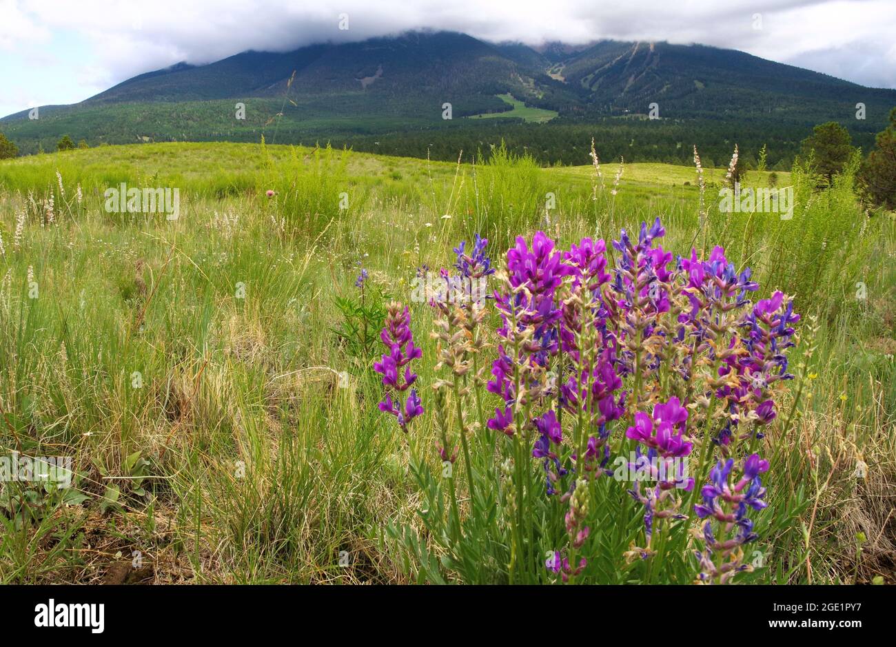 Hart prairie hi-res stock photography and images - Alamy