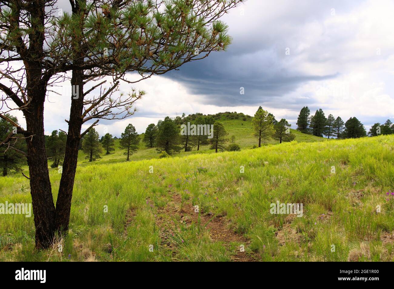 Hart Prairie, San Francisco Peaks Stock Photo - Alamy