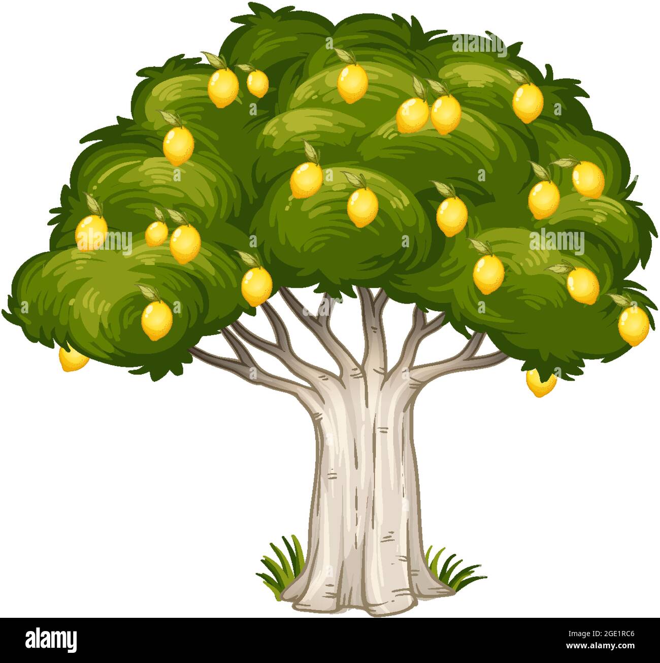 Lemon tree isolated on white background illustration Stock Vector Image ...