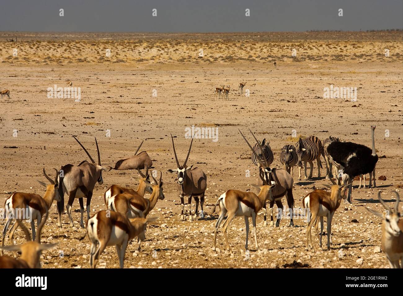 Zebra, ostrich, gemsbok and springbok at Nebrowni waterhole, Etosha ...