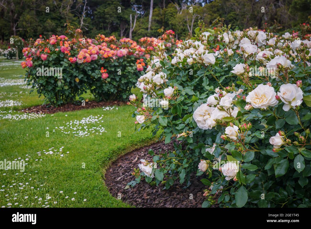 Roses and white landscape hi-res stock photography and images - Alamy