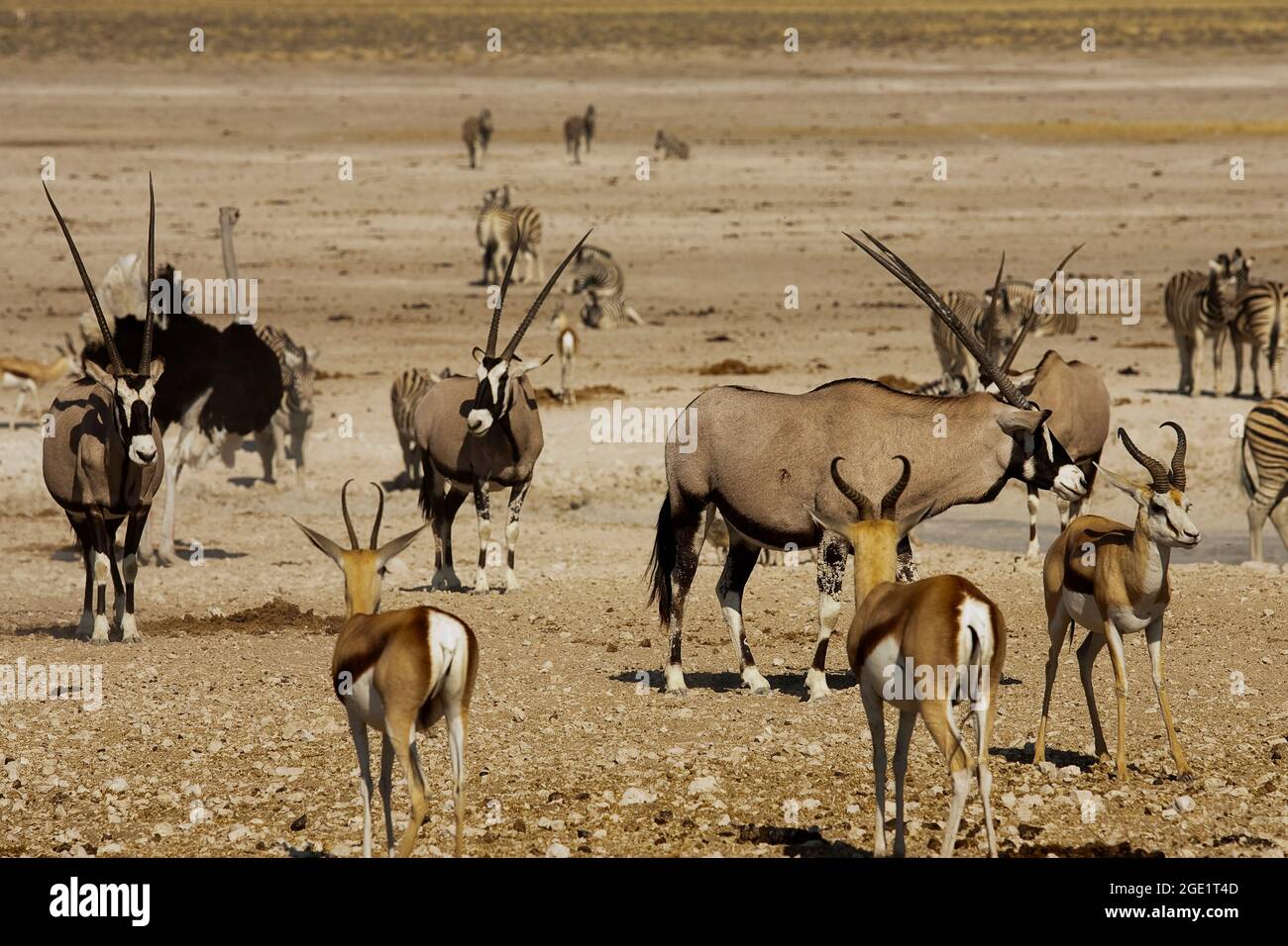 Zebra, ostrich, gemsbok and springbok at Nebrowni waterhole, Etosha ...