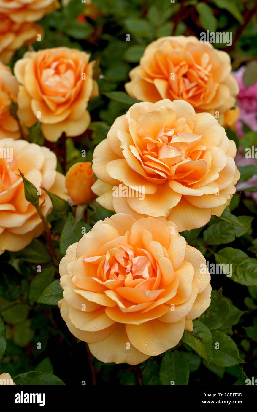 A beautiful golden yellow floribunda rose. Rosa 'Golden Beauty ...
