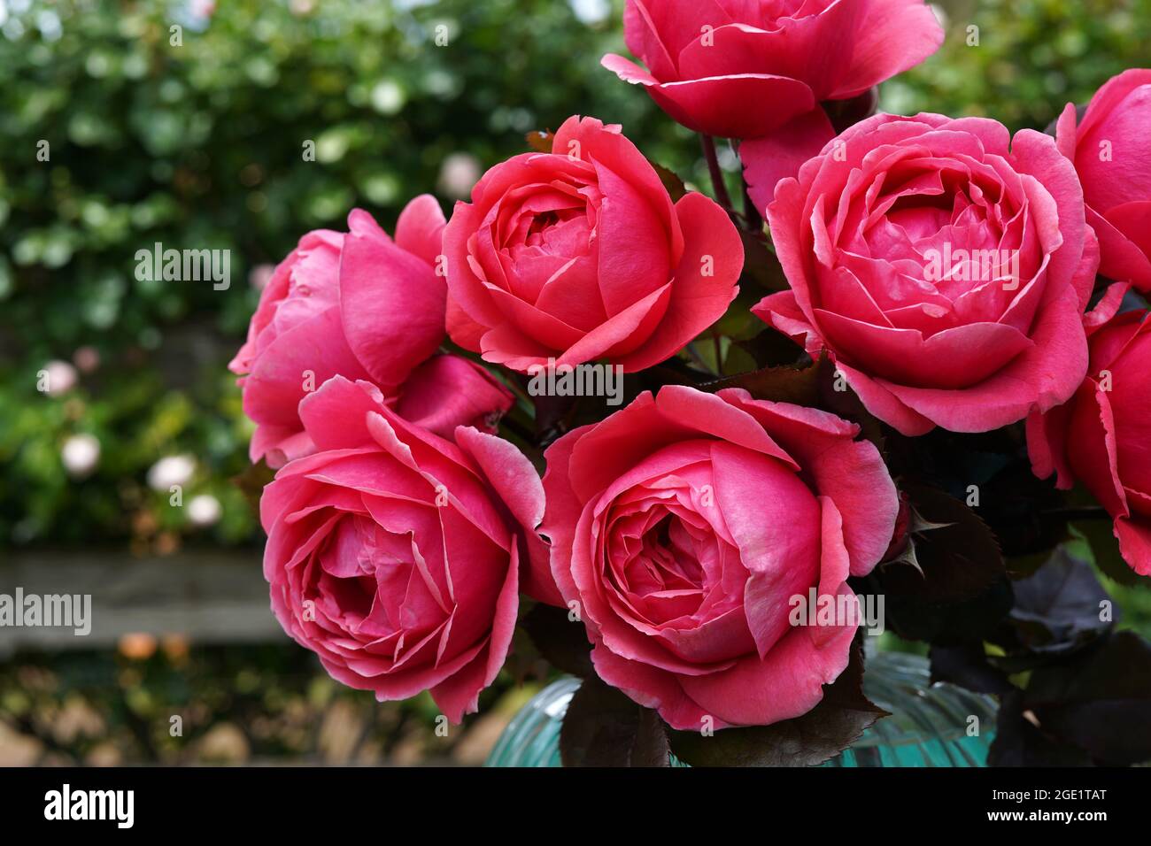 Floribunda rose gardening hi-res stock photography and images - Alamy