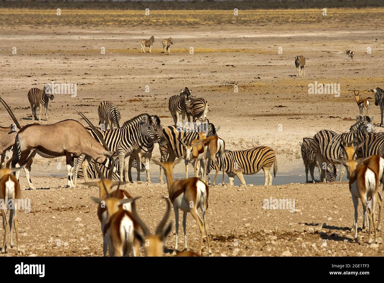 Zebra, ostrich, gemsbok and springbok at Nebrowni waterhole, Etosha ...