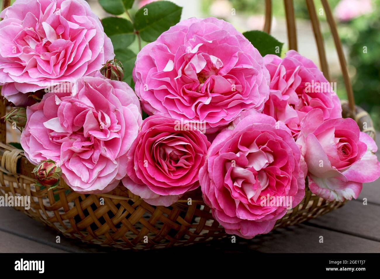 David dahl hi-res stock photography and images - Alamy