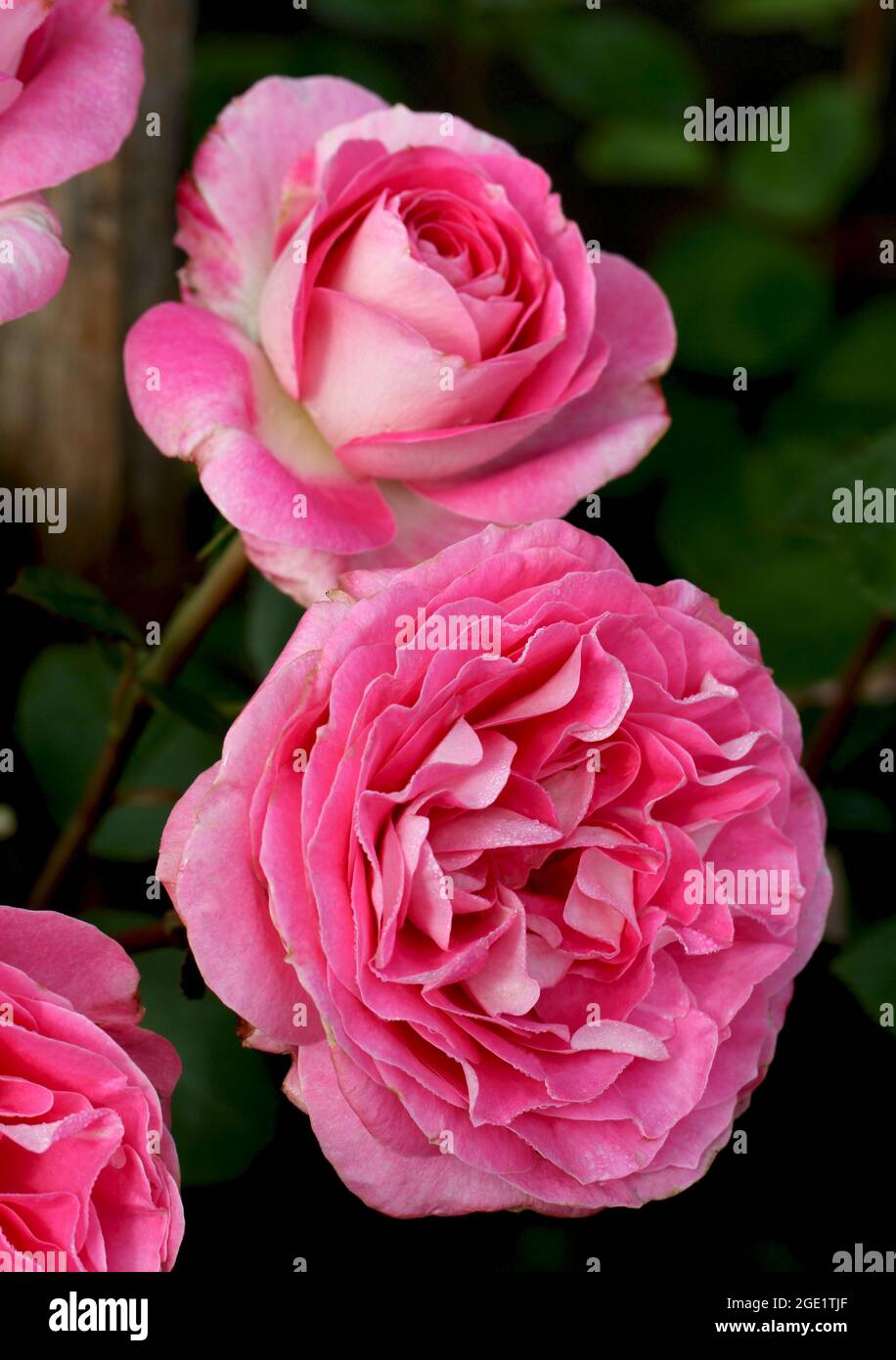 Rosa 'Coconut Ice' (Korallister). A georgous bi-color floribunda rose ...