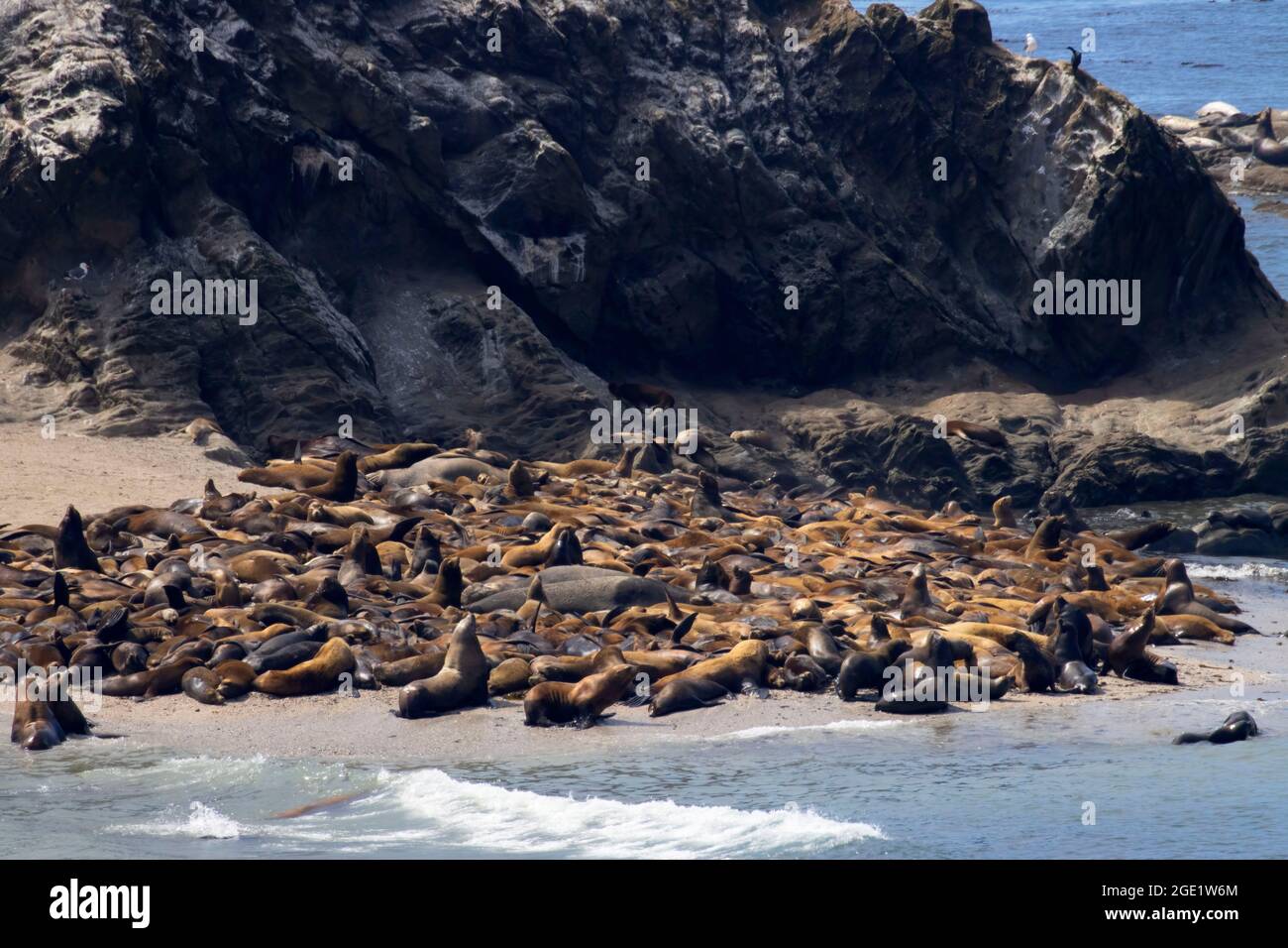 Shell Island with sea lions, Cape Arago State Park, Oregon Stock Photo ...