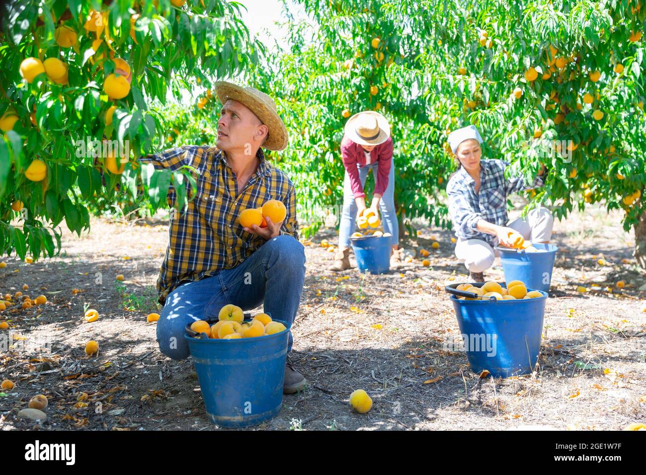 Farm worker harvesting peaches in summer fruit garden Stock Photo - Alamy