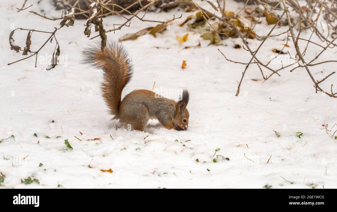 Sciurus vulgaris hides nuts hi-res stock photography and images - Alamy