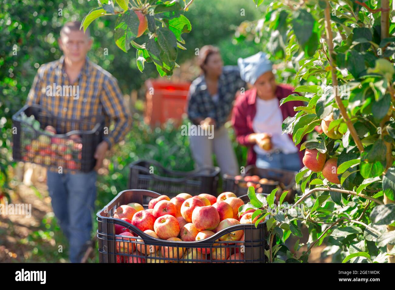 Full harvest boxes orchard farm hi-res stock photography and images - Alamy