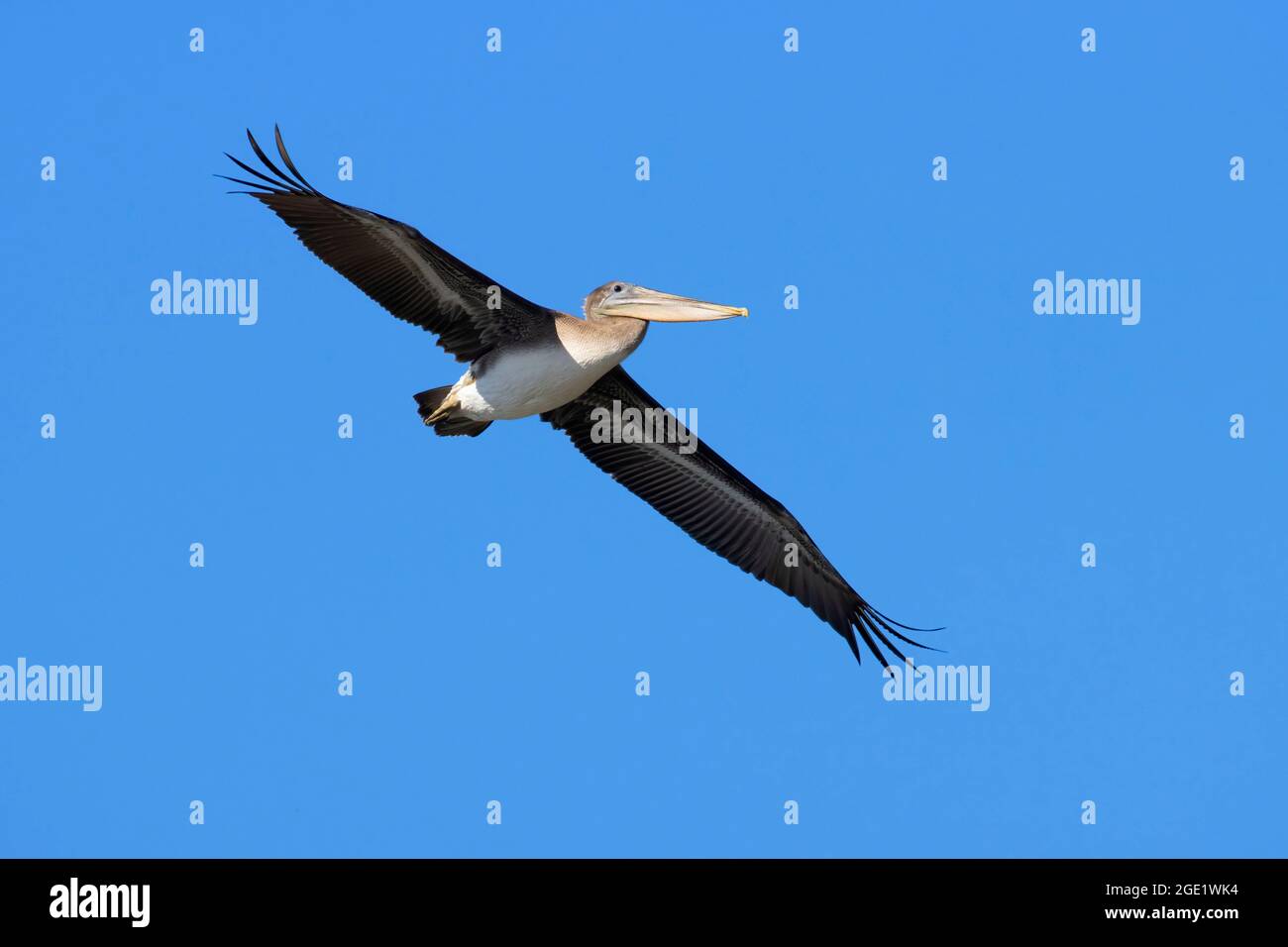 Brown pelican (Pelecanus occidentalis), Oregon Islands National ...