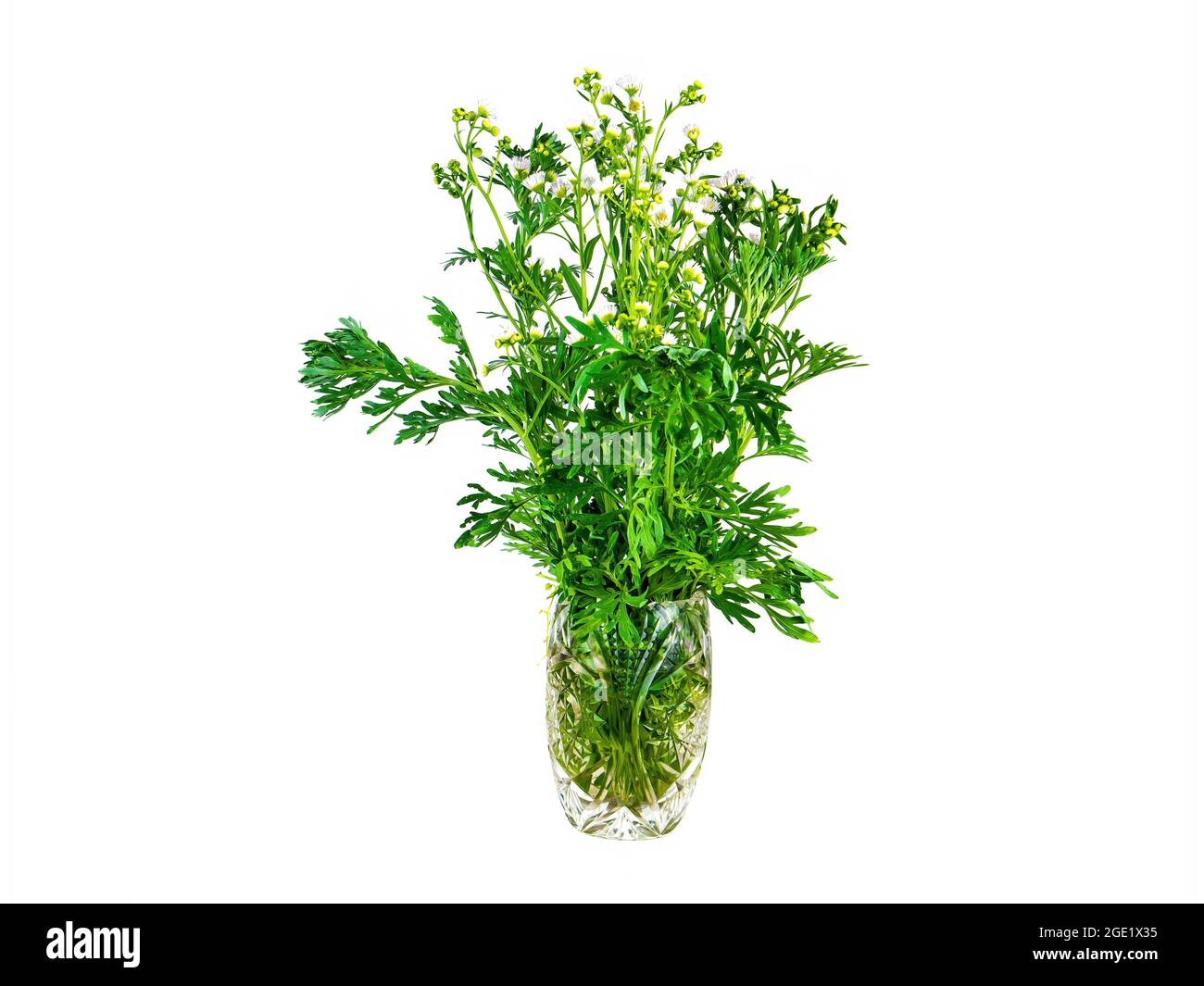 Bouquet of wormwood plants bitter on a white background. Artemisia ...