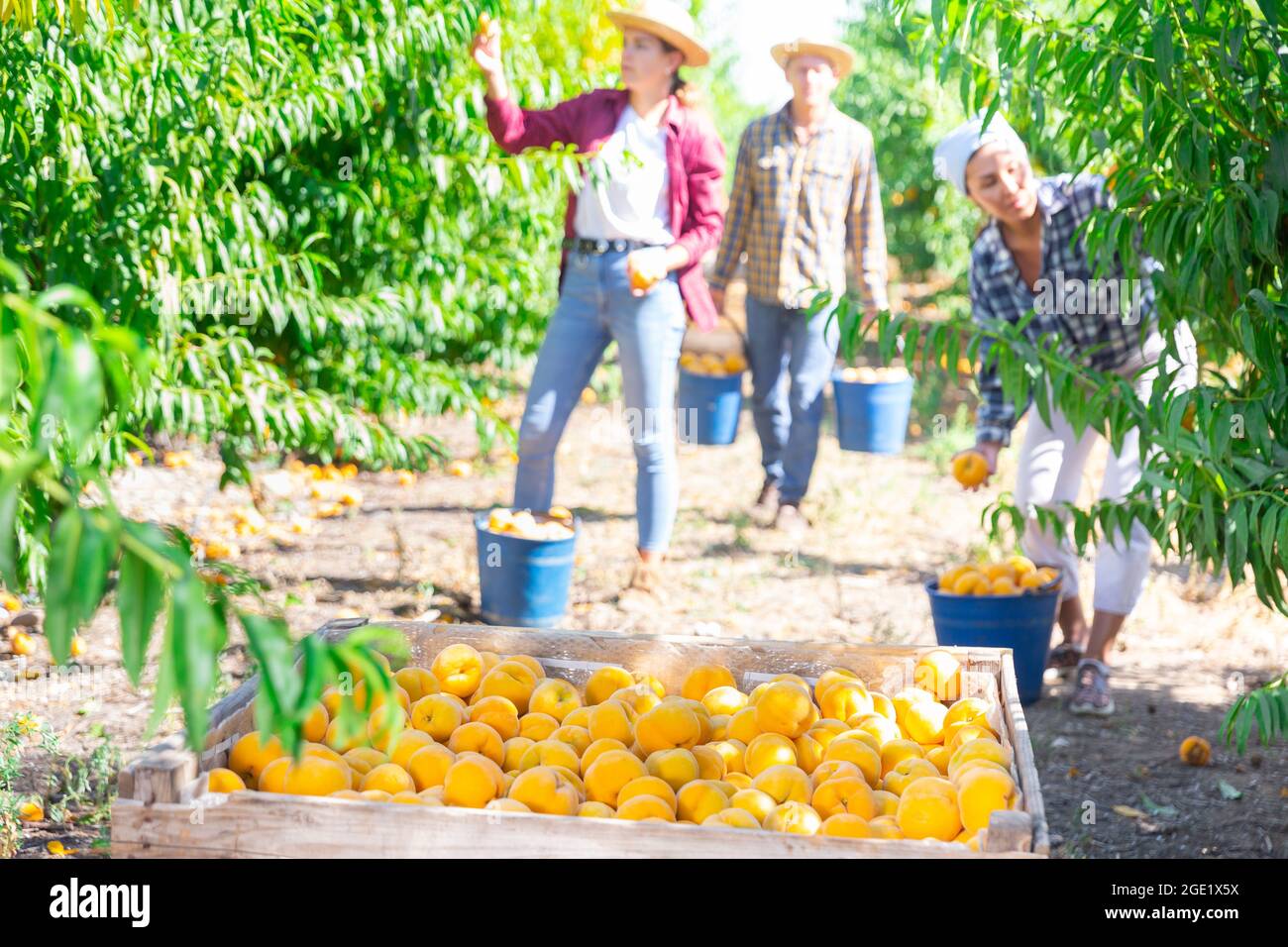 Freshly harvested peaches in wooden box in fruit garden Stock Photo - Alamy