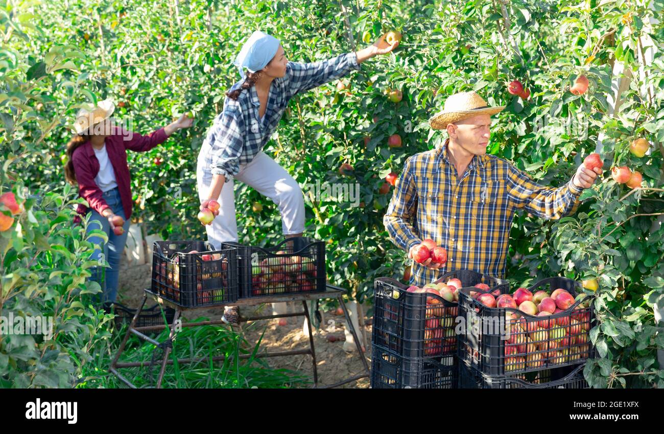 International team farm workers hi-res stock photography and images - Alamy