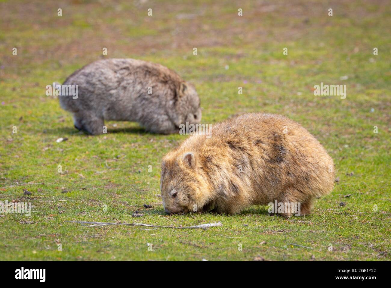Wild Wombat taken in Maria Island, a remote island located along the ...