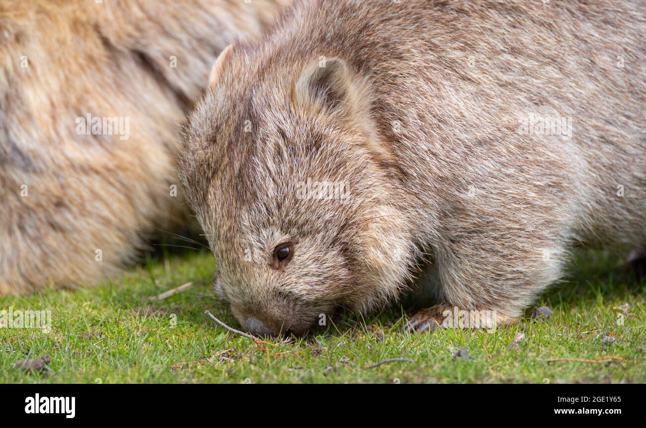Wild Wombat taken in Maria Island, a remote island located along the ...