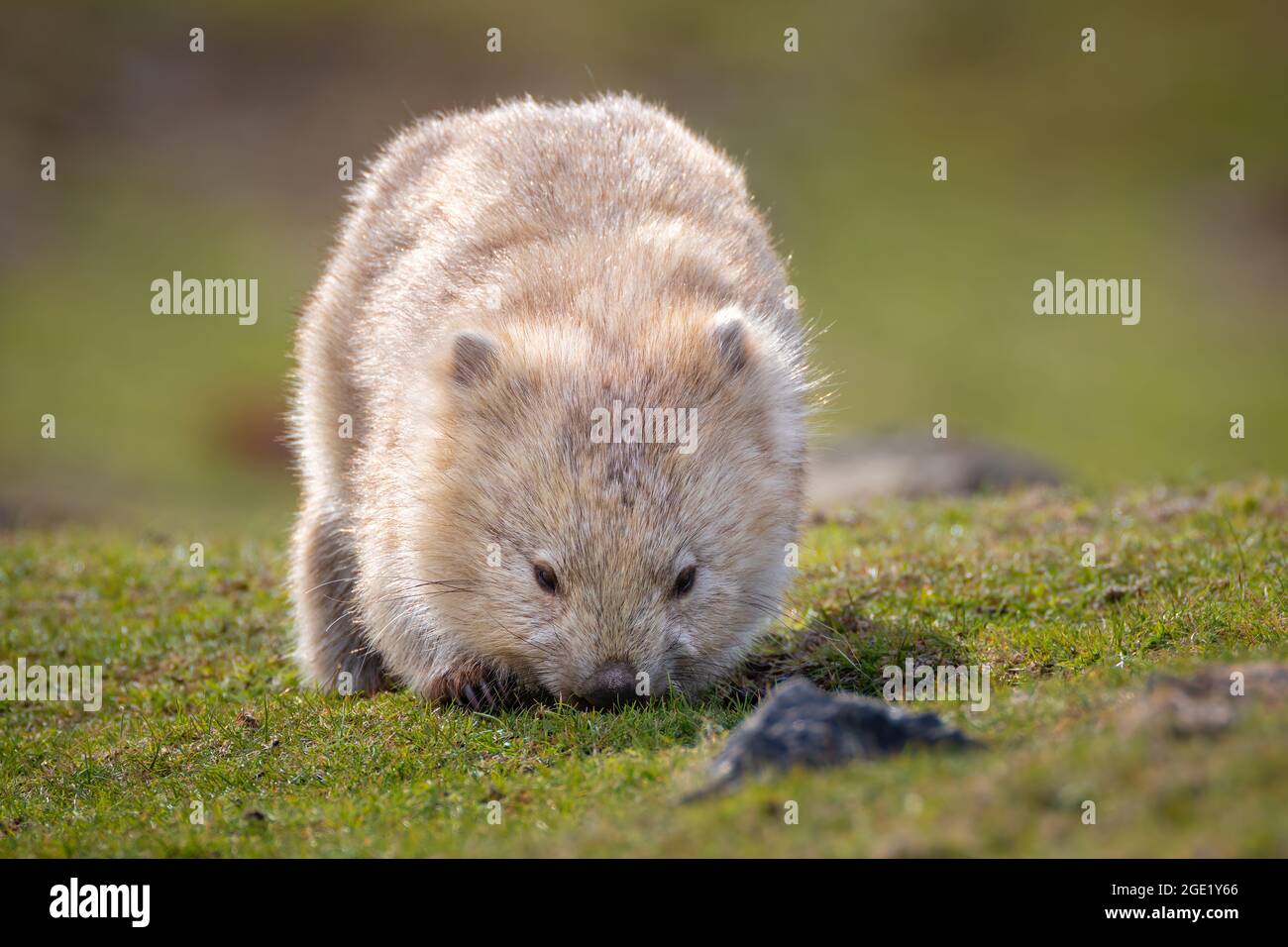 Tasmania wombats hi-res stock photography and images - Alamy