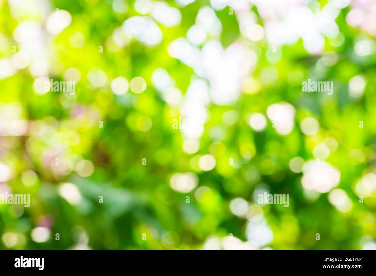 green bokeh from tree nature background Stock Photo - Alamy