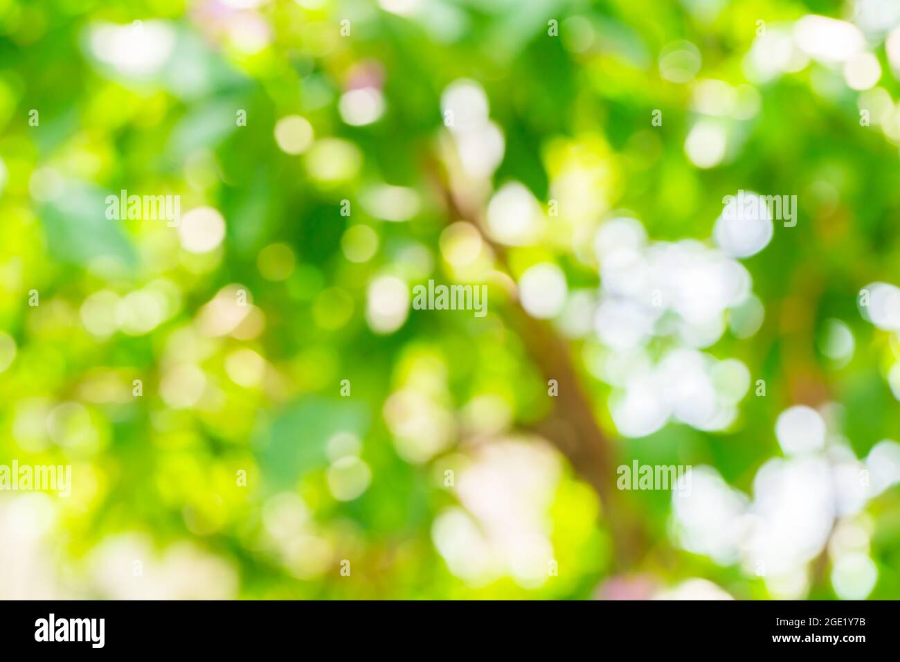 green bokeh from tree nature background Stock Photo - Alamy