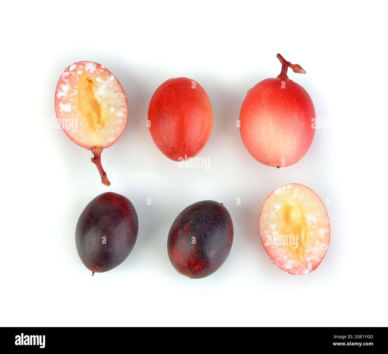 Top view of Carissa carandas,mango yawn lemon boo isolated on white ...