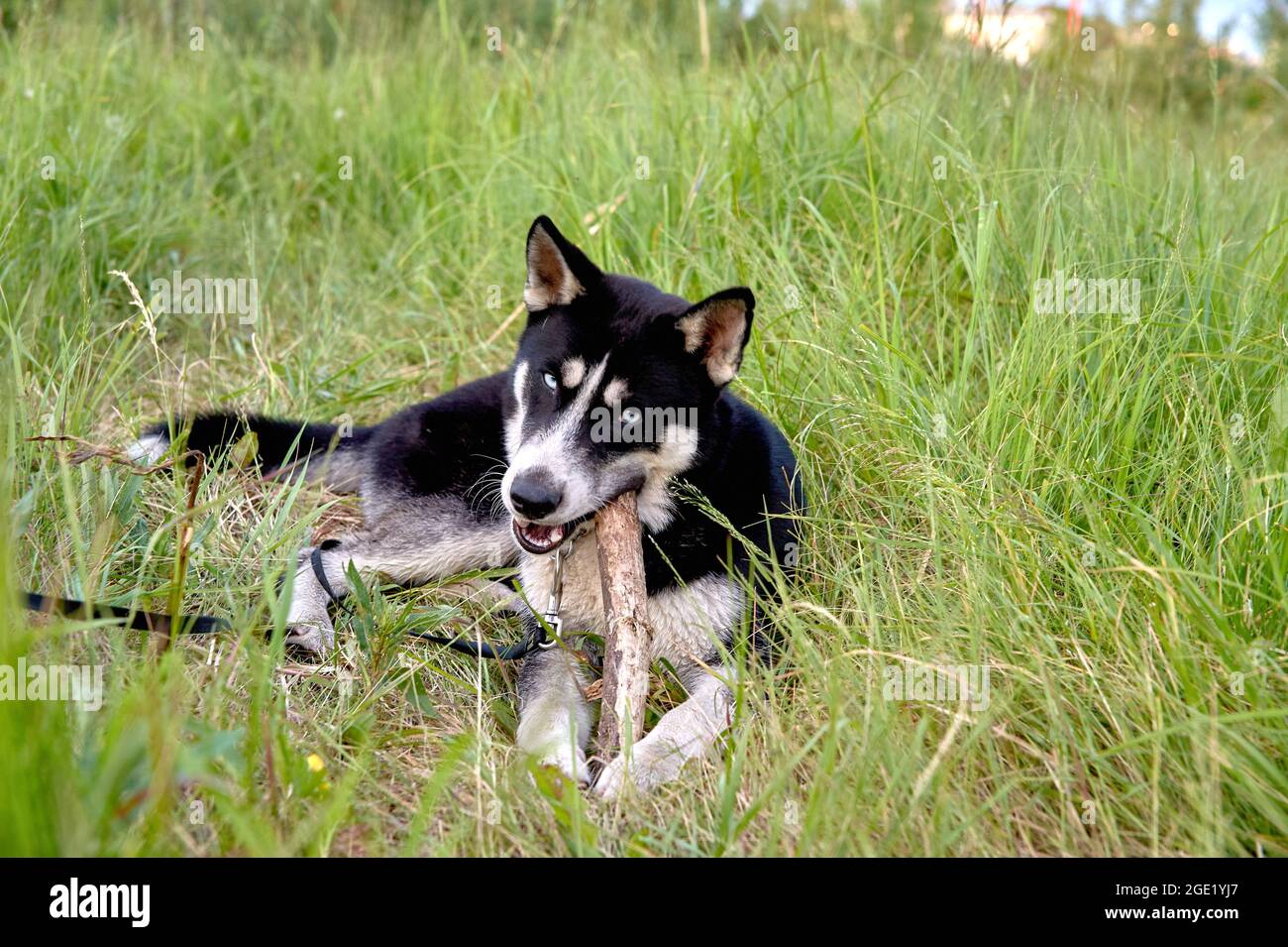the husky is lying on the grass and gnawing on a stick Stock Photo - Alamy