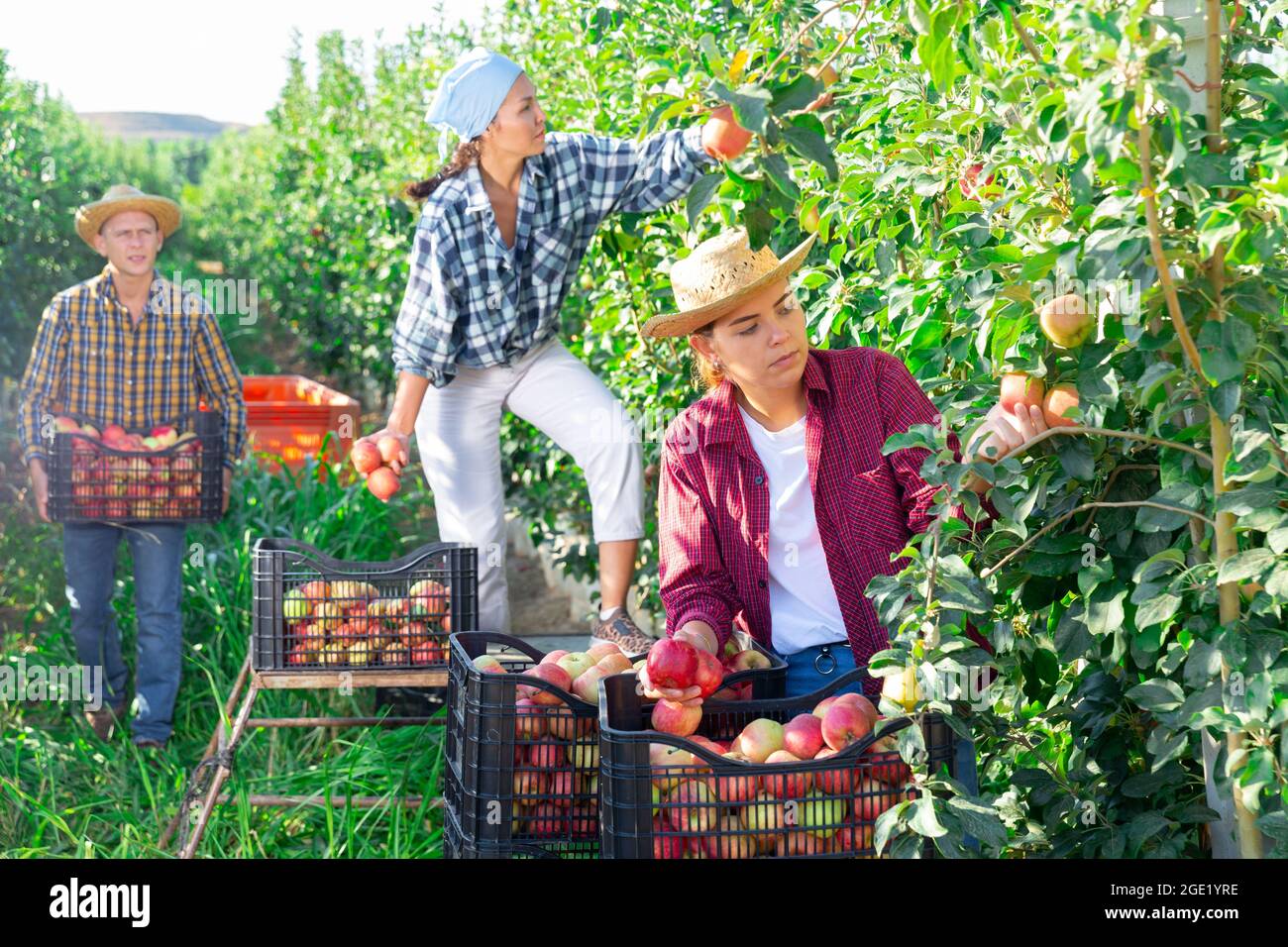 Group of farm workers harvesting apples at orchard Stock Photo - Alamy