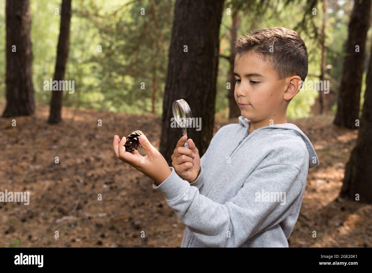Little boy looking hold pine cone Stock Photo - Alamy