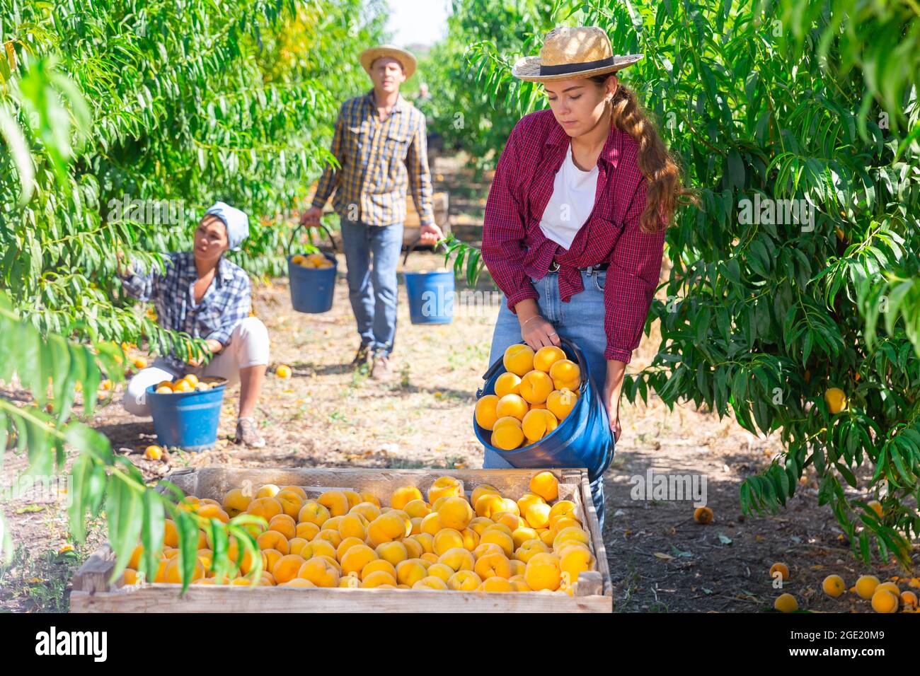 Woman emptying bucket hi-res stock photography and images - Alamy