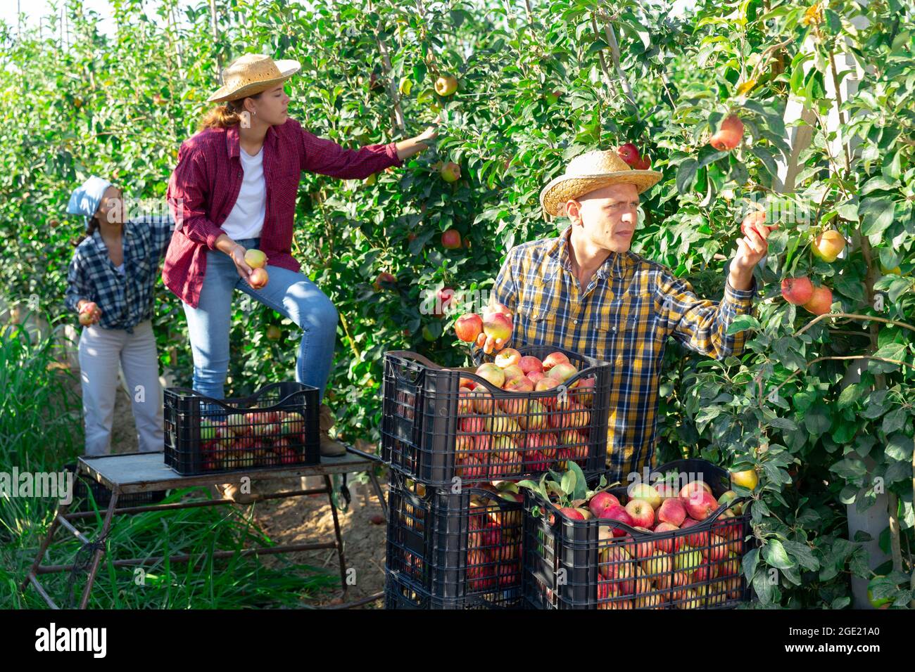 Professional farmer harvesting apples food hi-res stock photography and ...
