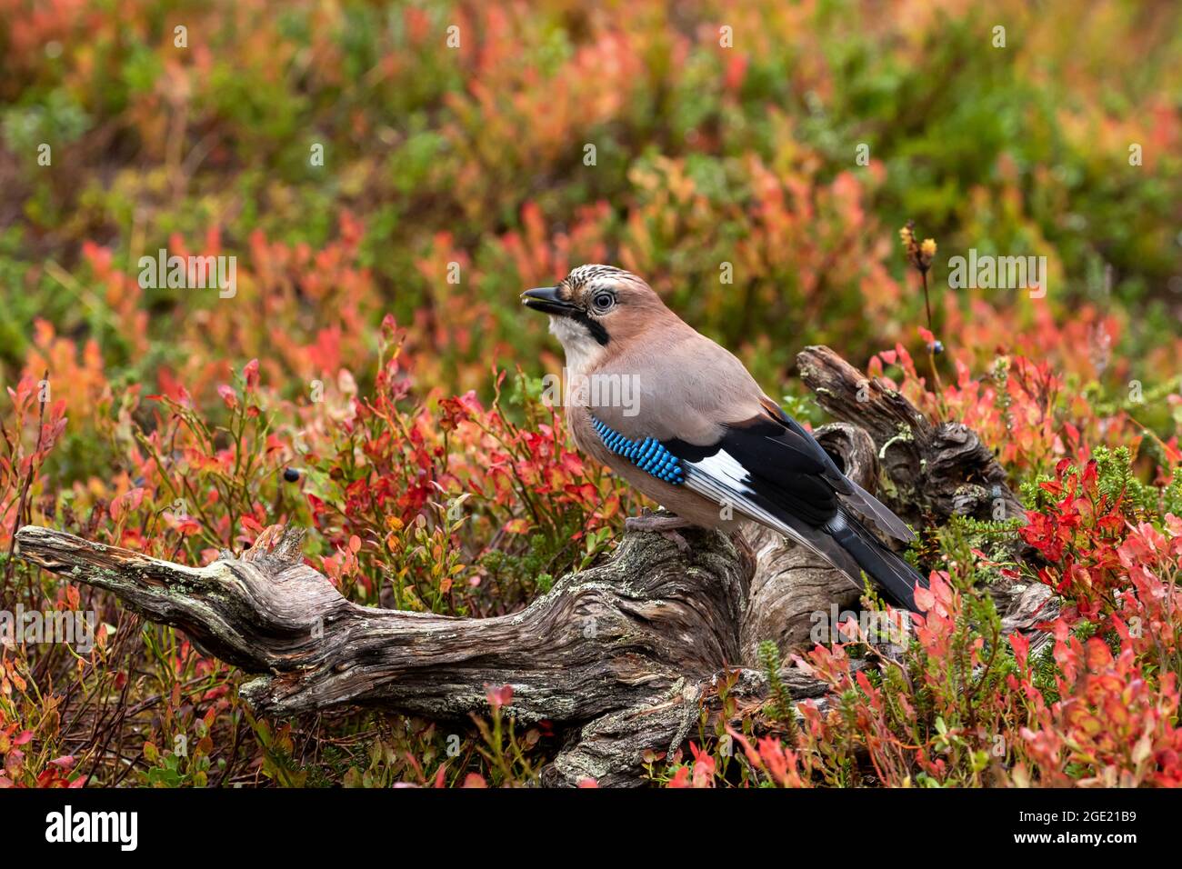Cute bird beautiful plumage hi-res stock photography and images - Alamy