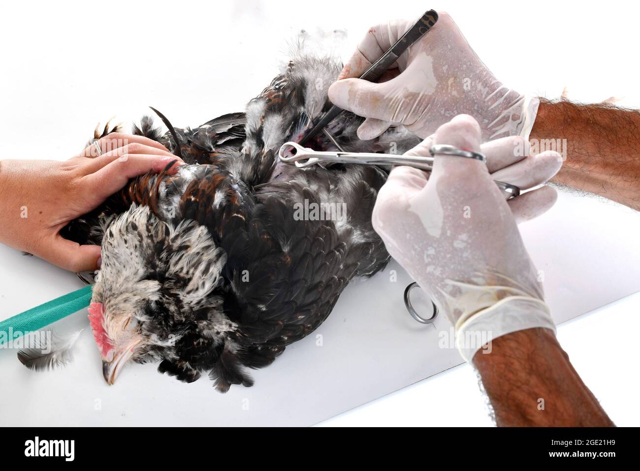 picture of caponize a rooster on white background Stock Photo - Alamy