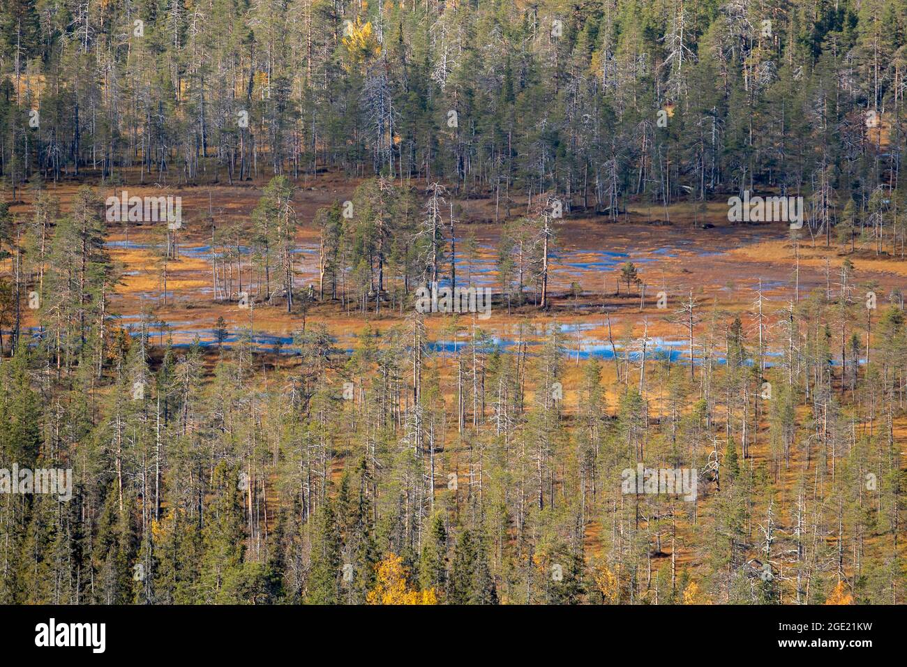 Aerial view of a bog with bog ponds at Riisitunturi National Park ...