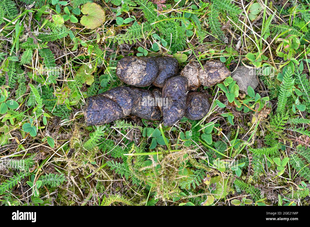 Do Cats Poop In Grass at George Delano blog