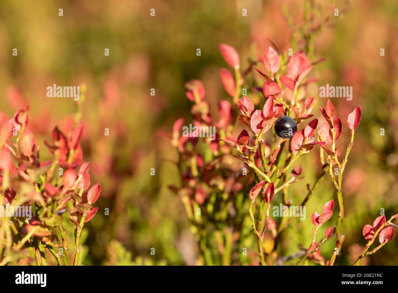 Ripe European blueberry (Vaccinium myrtillus) growing naturally during ...