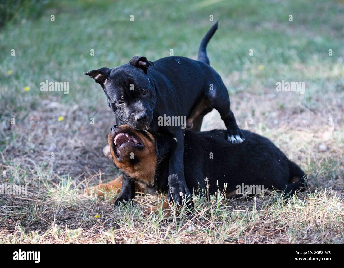 puppies staffordshire bull terrier and rottweiler playing in a garden ...