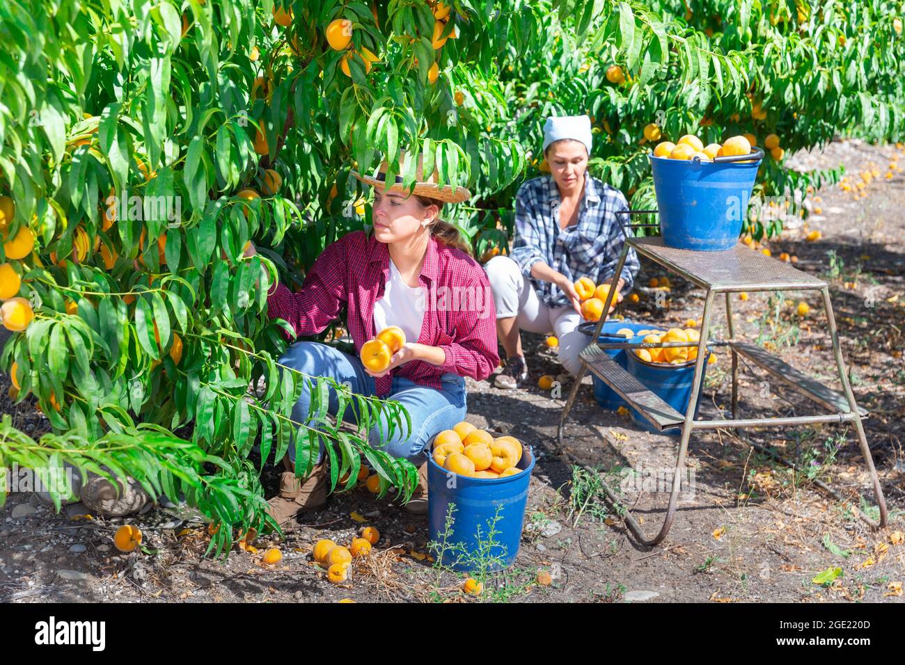 Italian peach tree hi-res stock photography and images - Alamy