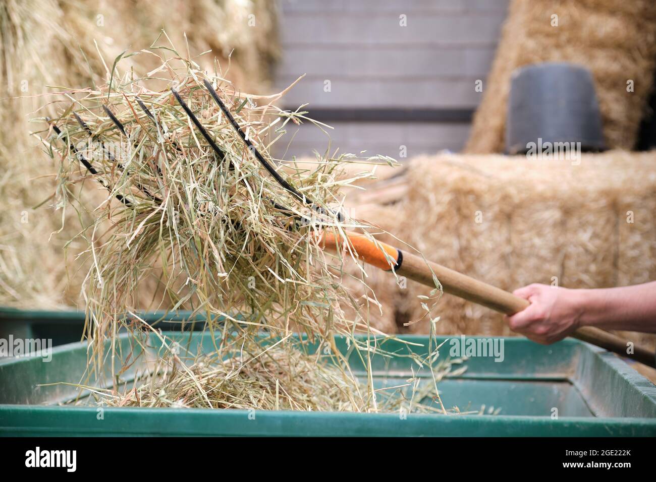 Close up of a farmers hand using a fork to load the wheelbarrow with ...