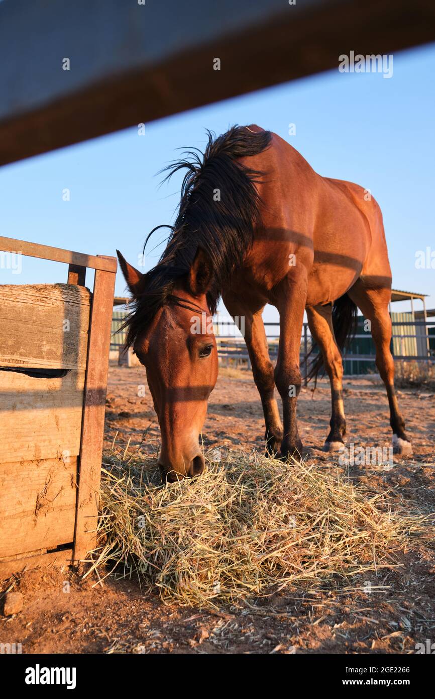A chestnut horse eating hay Stock Photo - Alamy