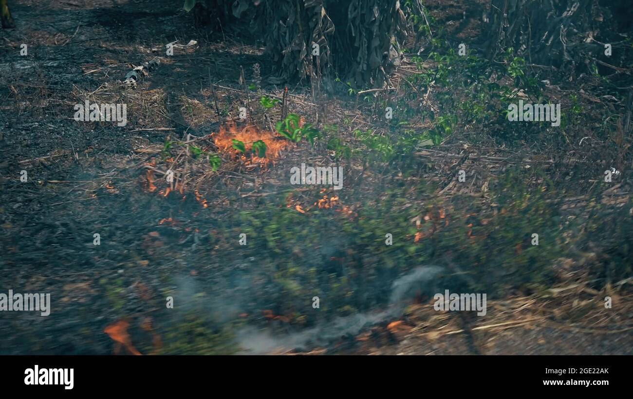 Burning crop on countryside . Farm and ecosystems crisis. Toxic haze ...