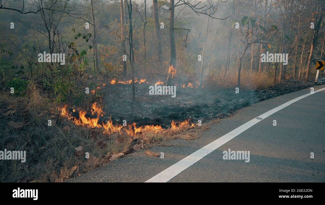 Bushfire near road in national park. Climat change crisis. Forest ...
